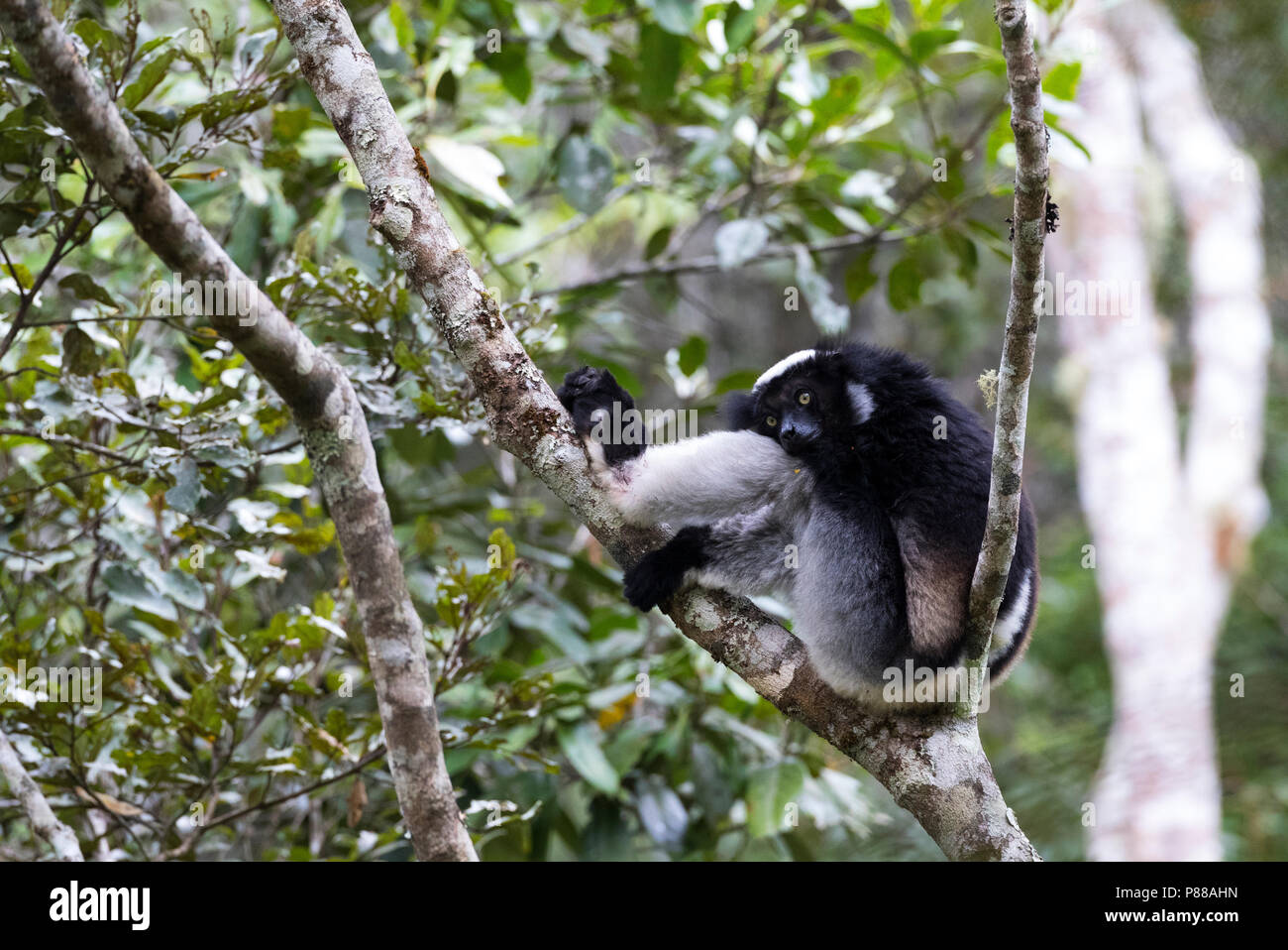 Indri hi-res stock photography and images - Alamy