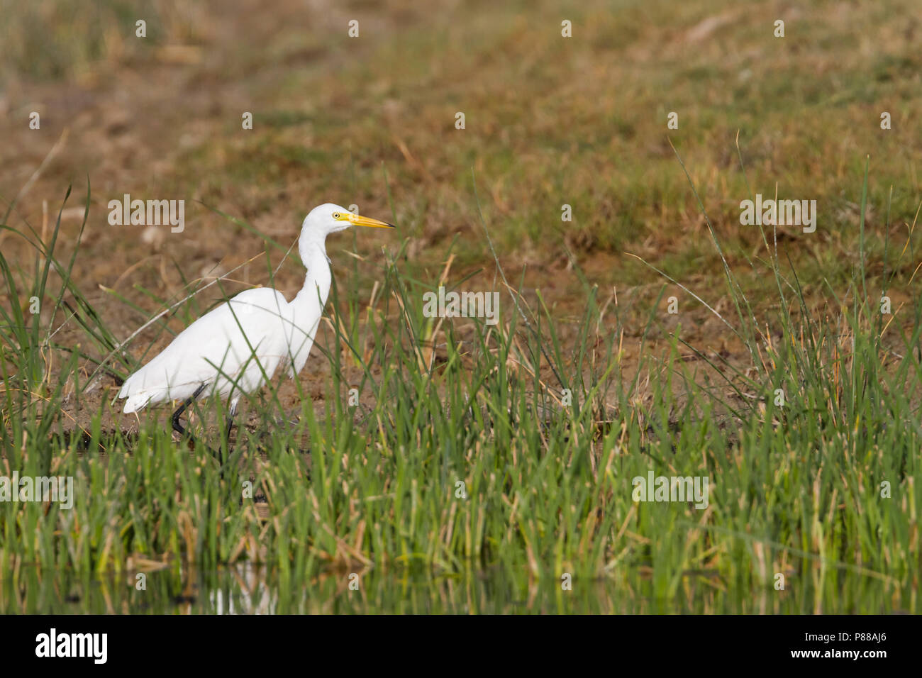 Ardea intermedia egretta hi-res stock photography and images - Alamy