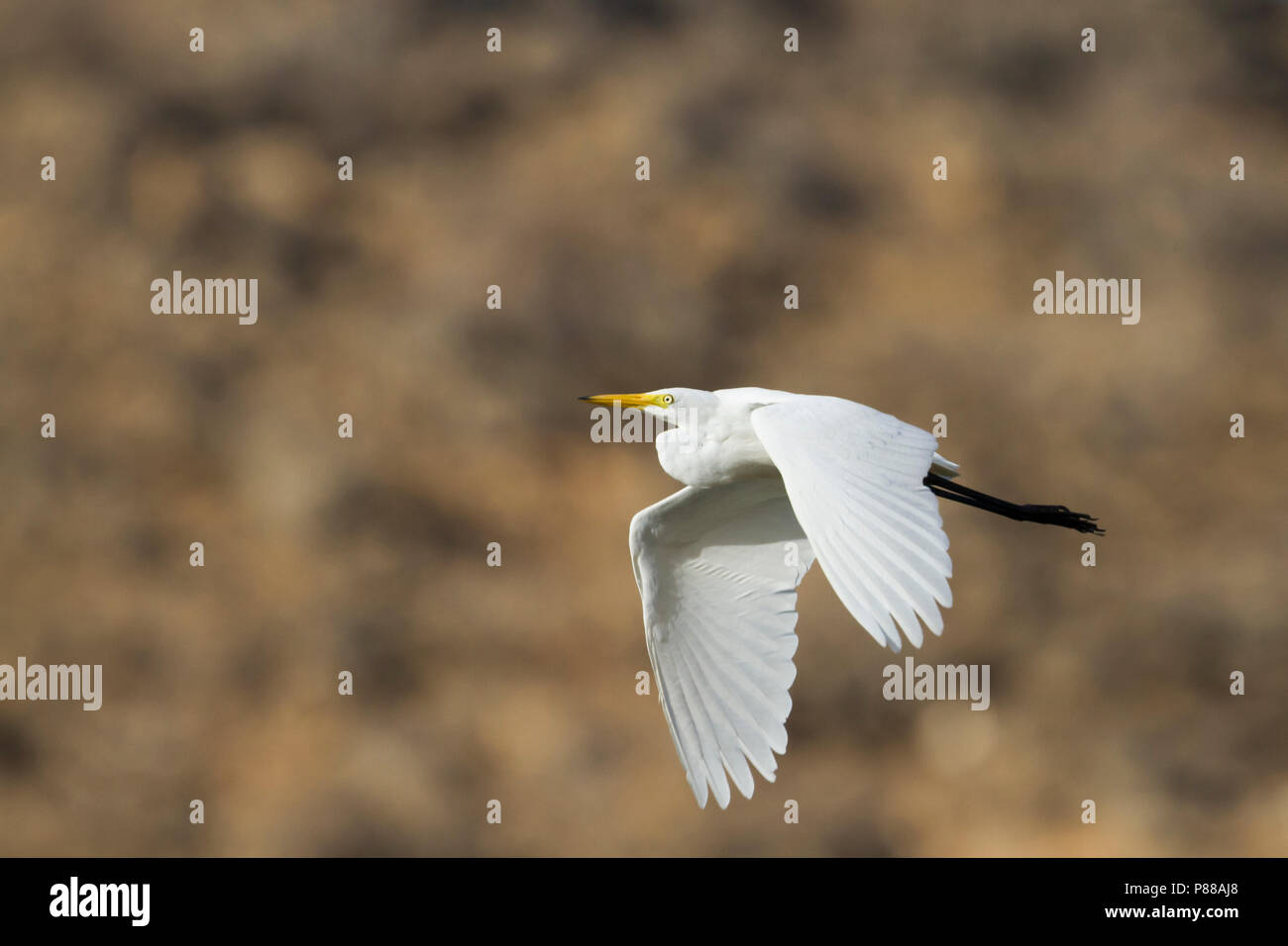 Intermediate Egret - Mittelreiher - Ardea intermedia, Oman, adult Stock ...