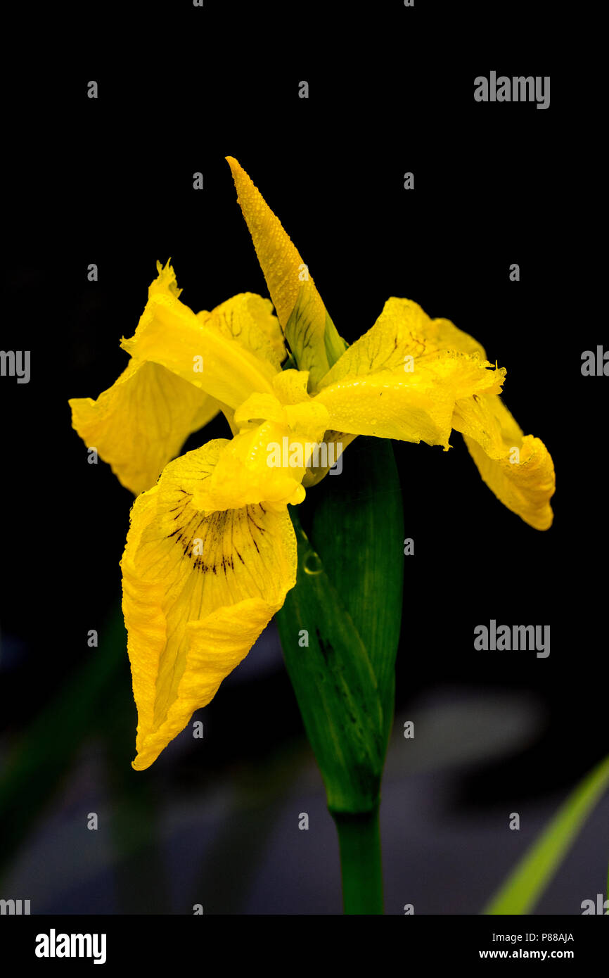 Gele lis hi-res stock photography and images - Alamy