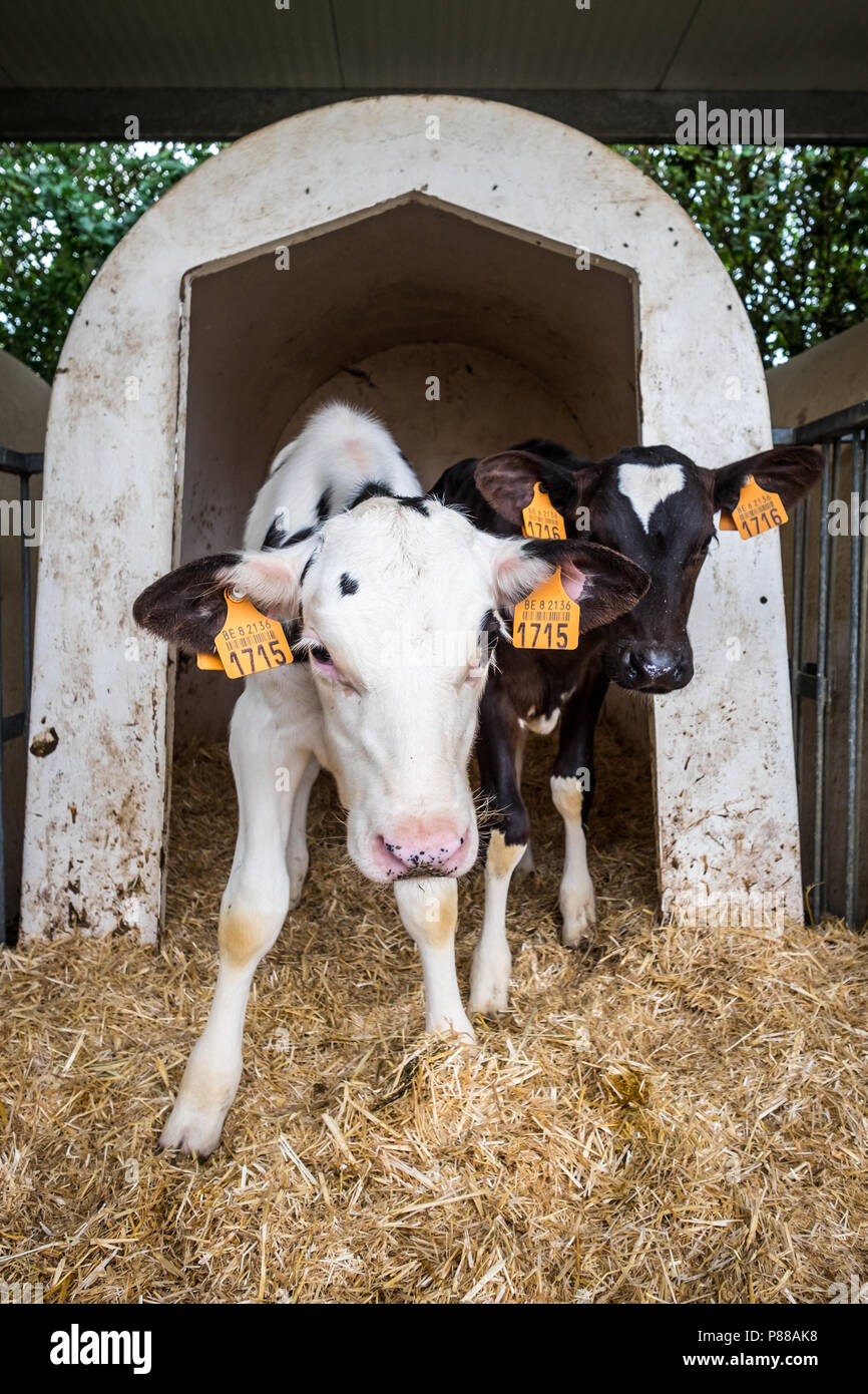 Two calves in a farm Stock Photo - Alamy
