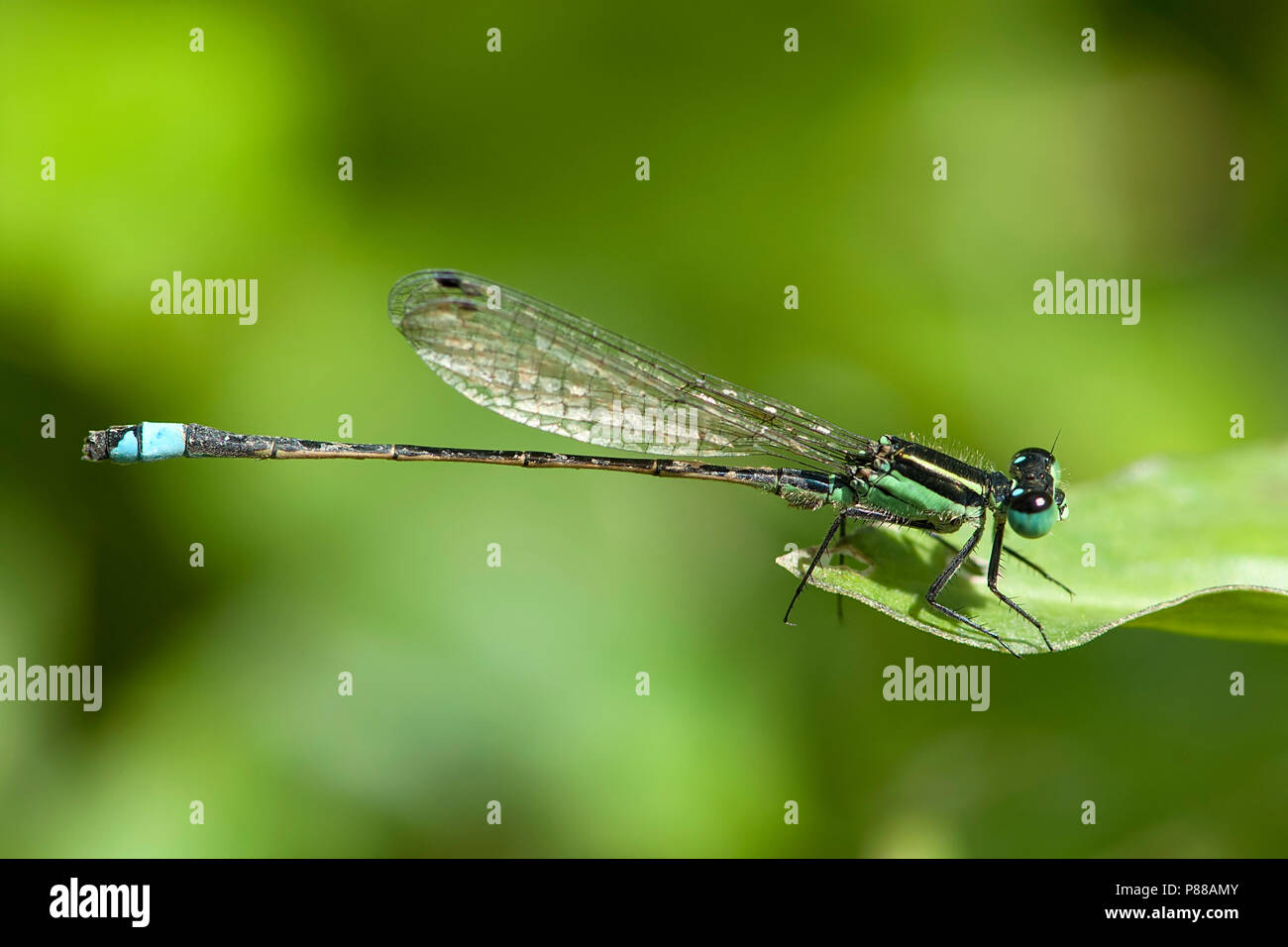 Male ramburs forktail hi-res stock photography and images - Alamy