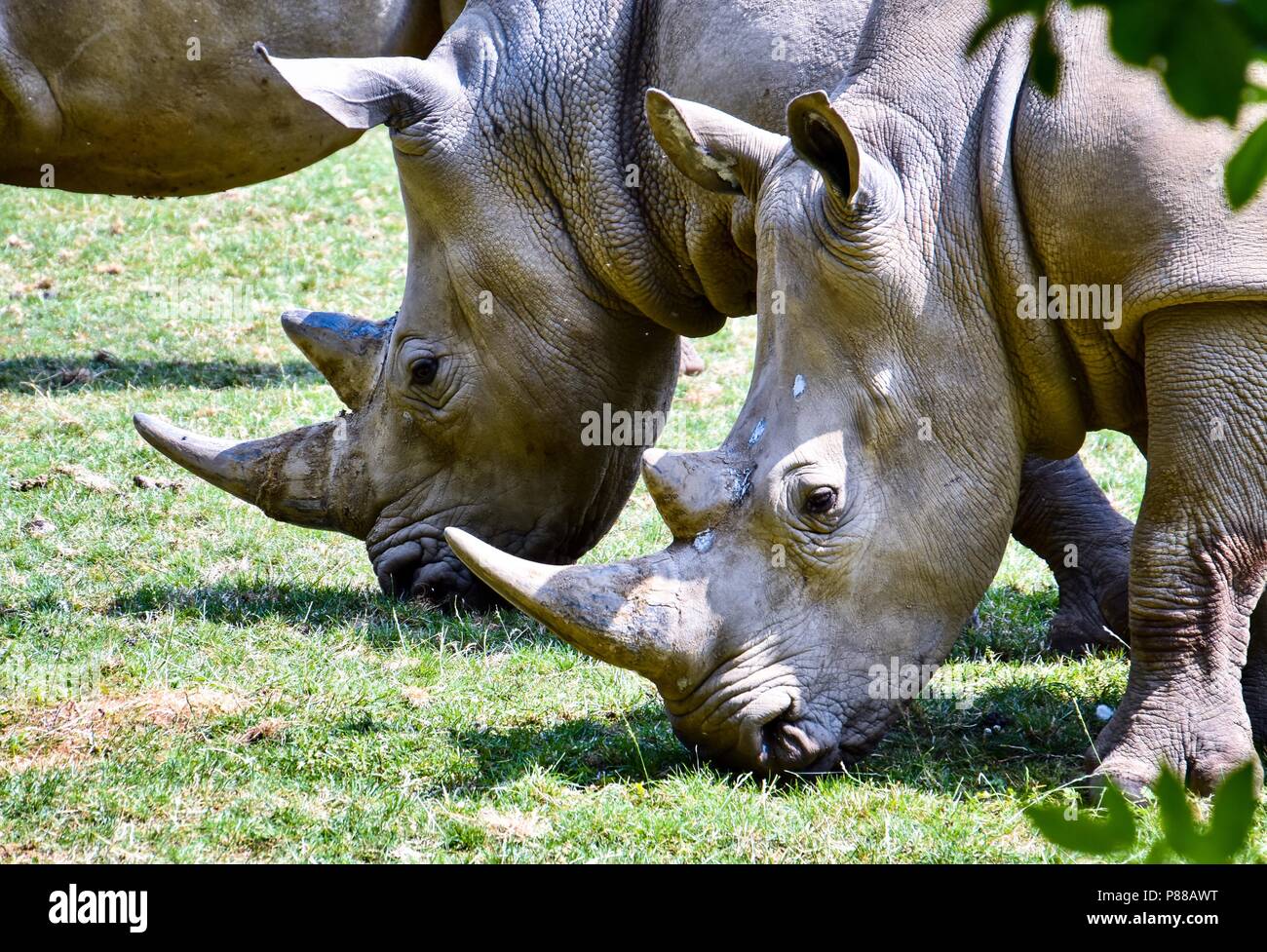 Rhinocerus hi-res stock photography and images - Alamy