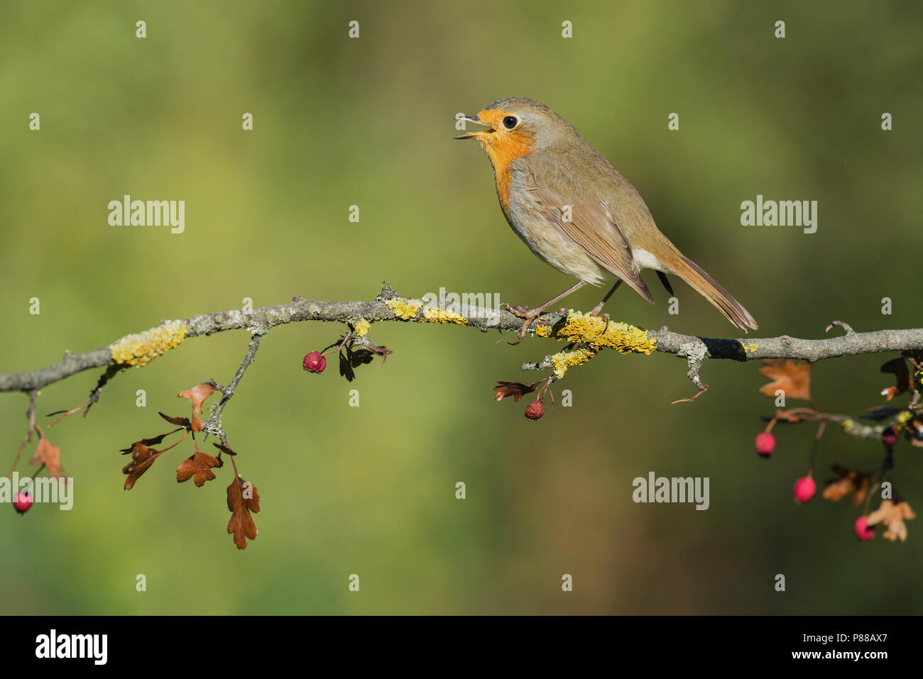 Italy robin hi-res stock photography and images - Alamy