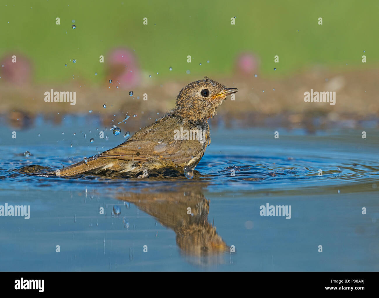 Immature European Robin (Erithacus rubecula) in Aosta valley, Italy ...