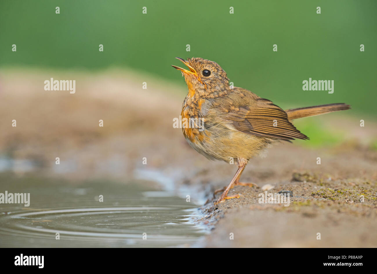 Immature Robin High Resolution Stock Photography and Images - Alamy