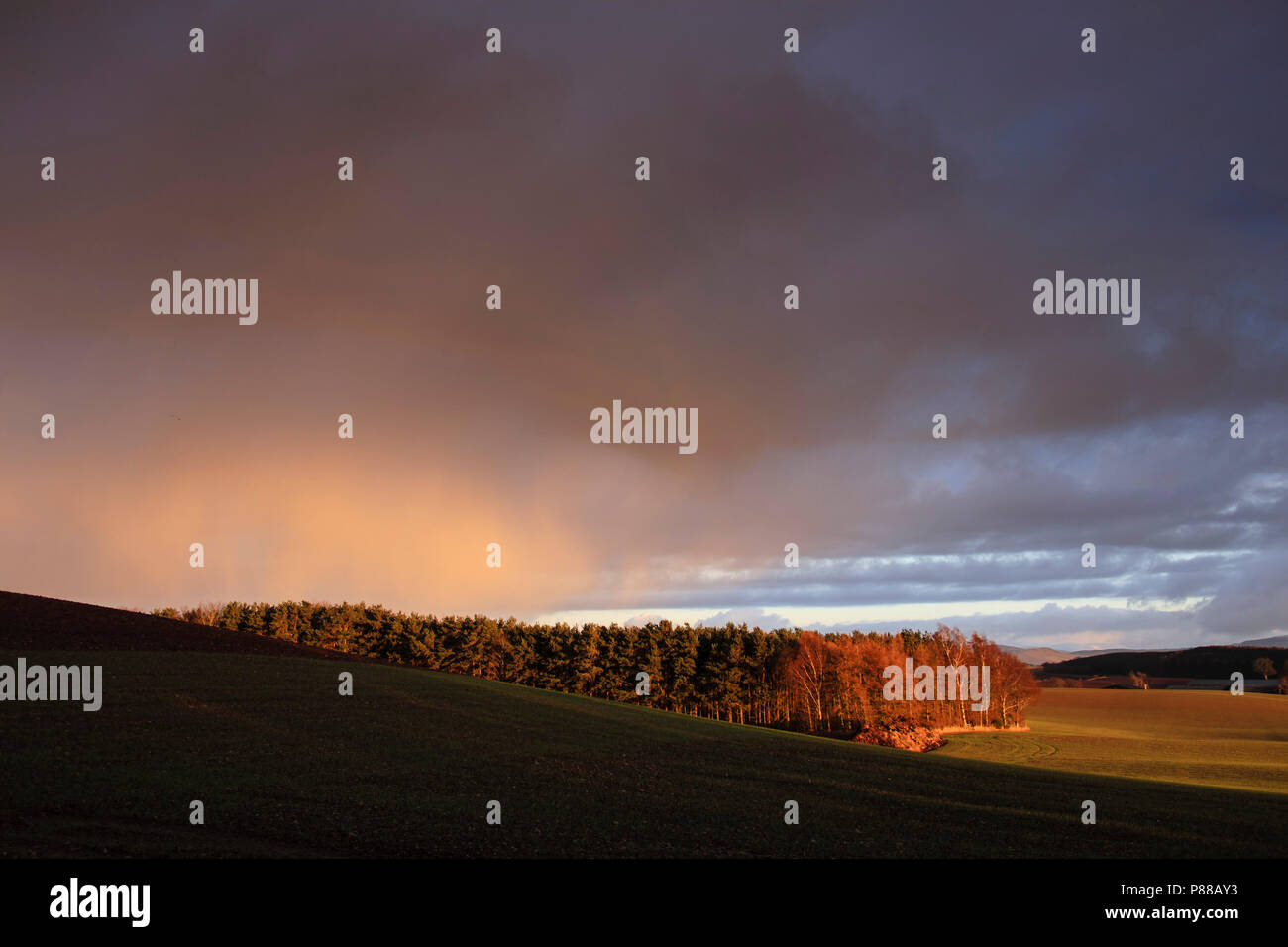 At Eckford, in the Scottish Borders. Bowmont Forest seen with sunset ...