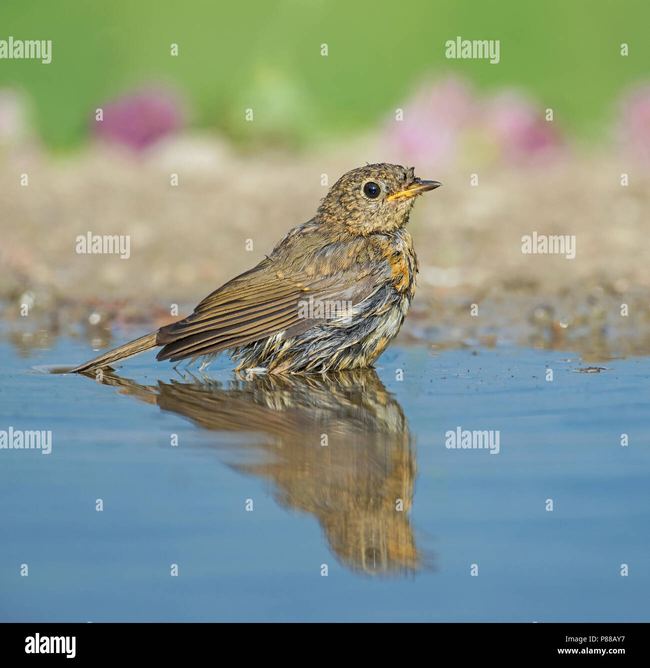 Immature Robin High Resolution Stock Photography and Images - Alamy