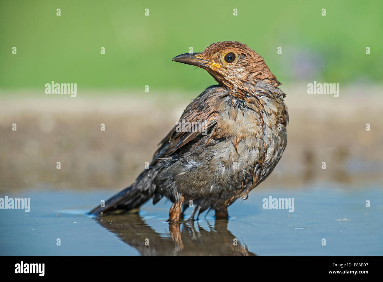 Eurasian Blackbird (Turdus merula) bading in forest pool Stock Photo ...