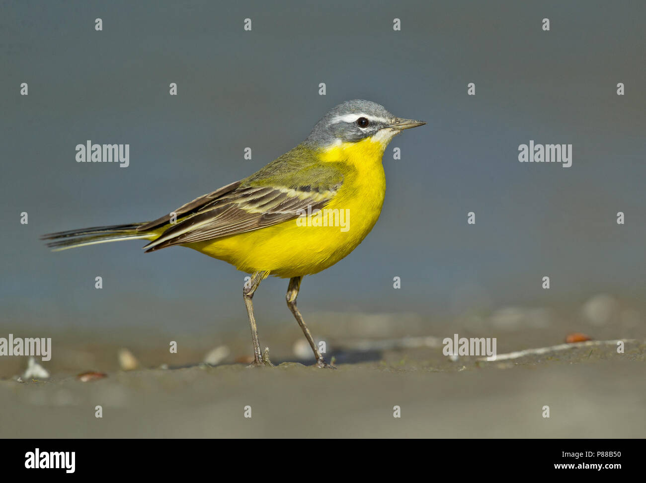 Blue headed yellow wagtail hi-res stock photography and images - Alamy