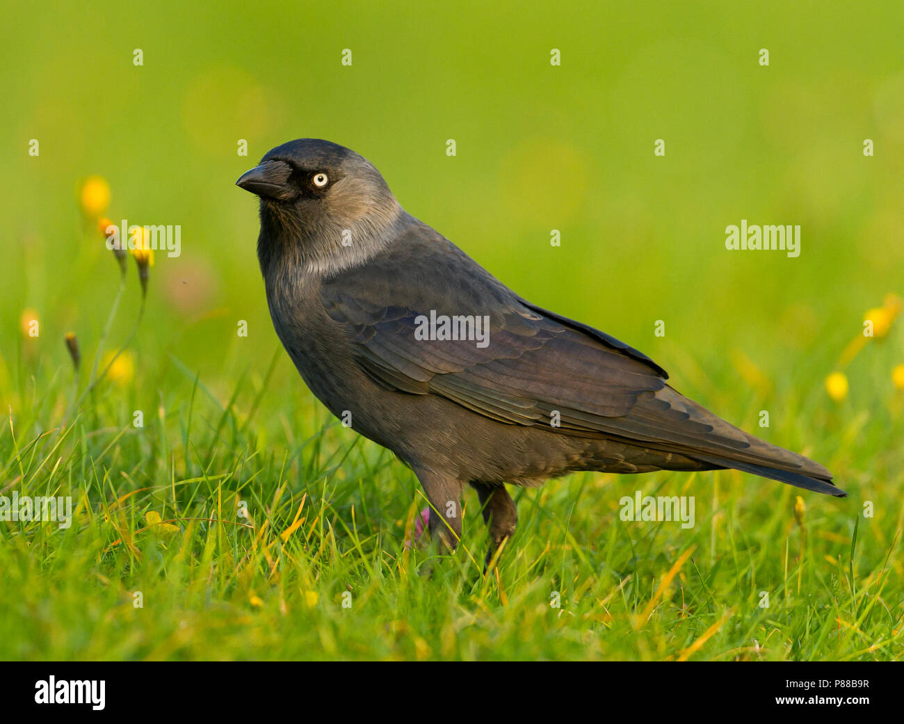 Dohle hi-res stock photography and images - Alamy