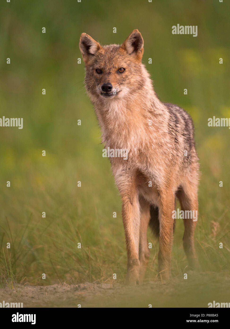 Gouden jakhals hi-res stock photography and images - Alamy
