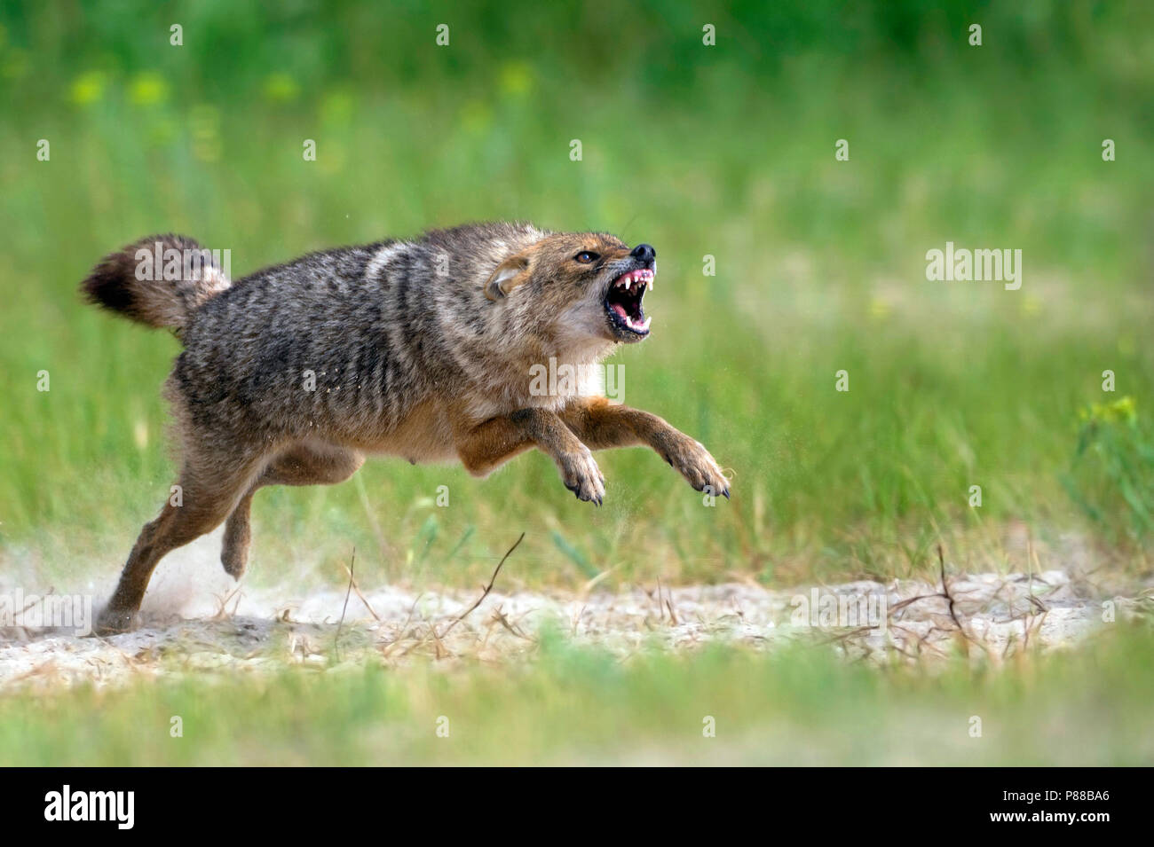 Gouden jakhals hi-res stock photography and images - Alamy