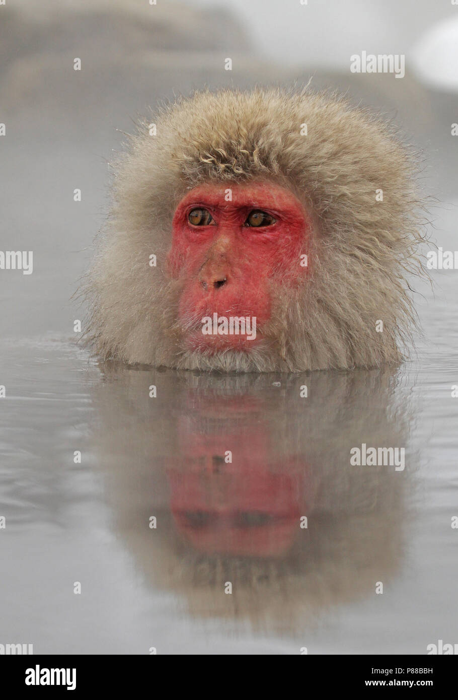 Japanse makaak hi-res stock photography and images - Alamy