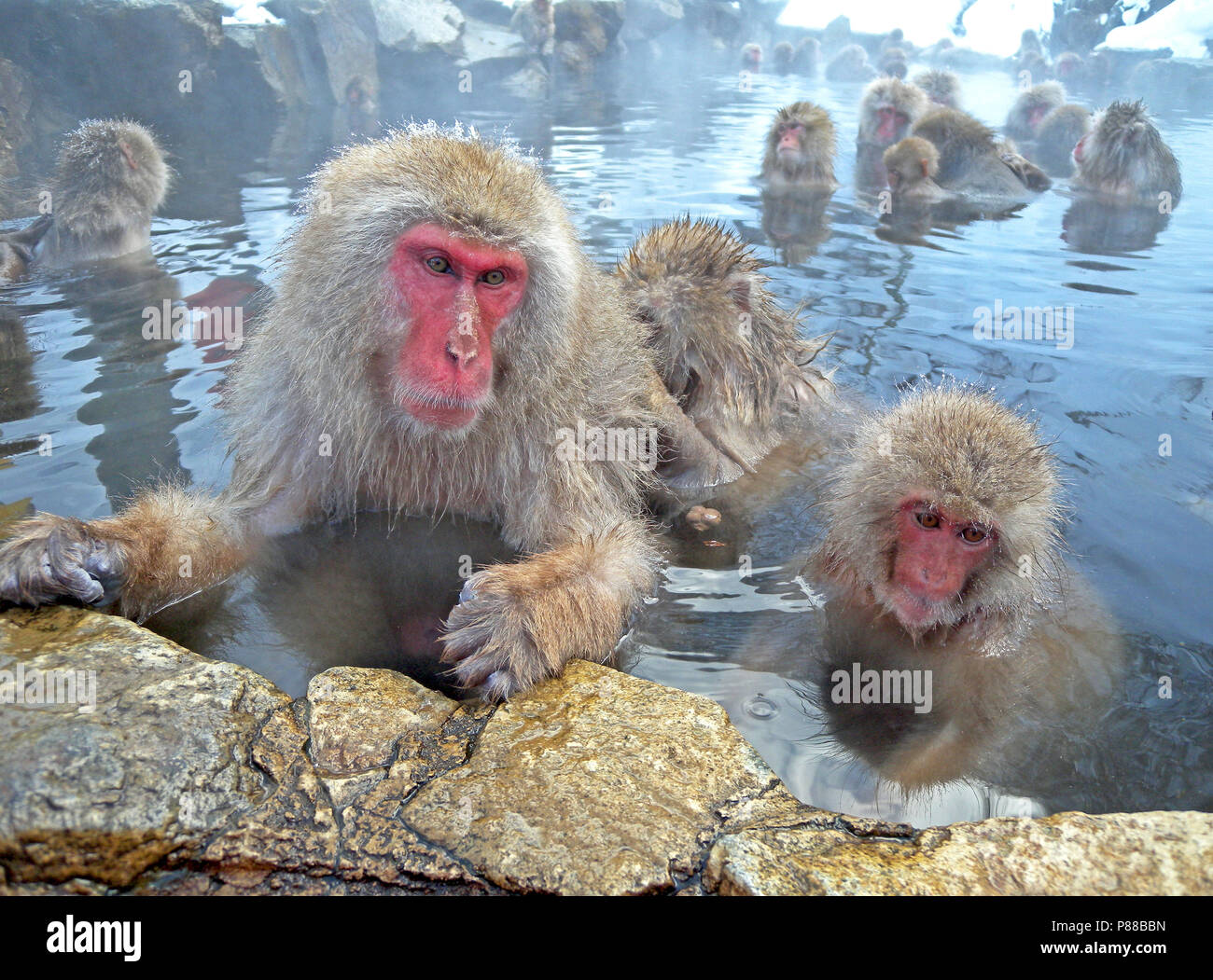 Japanse makaak hi-res stock photography and images - Alamy