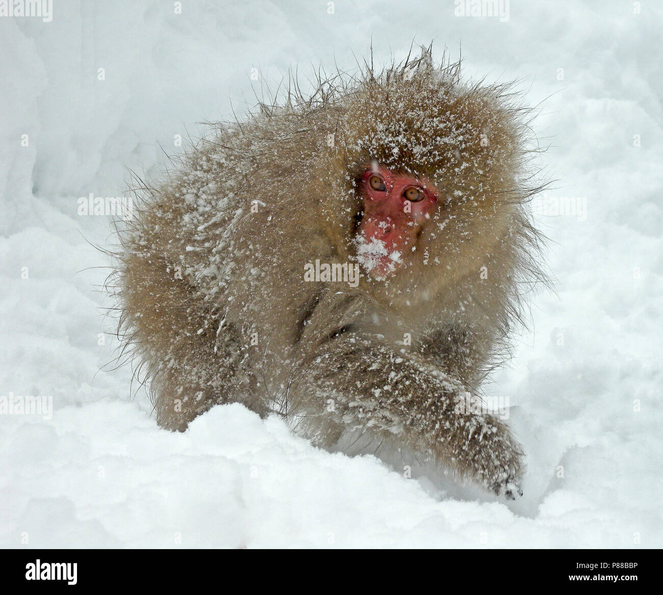 Japanse makaak hi-res stock photography and images - Alamy