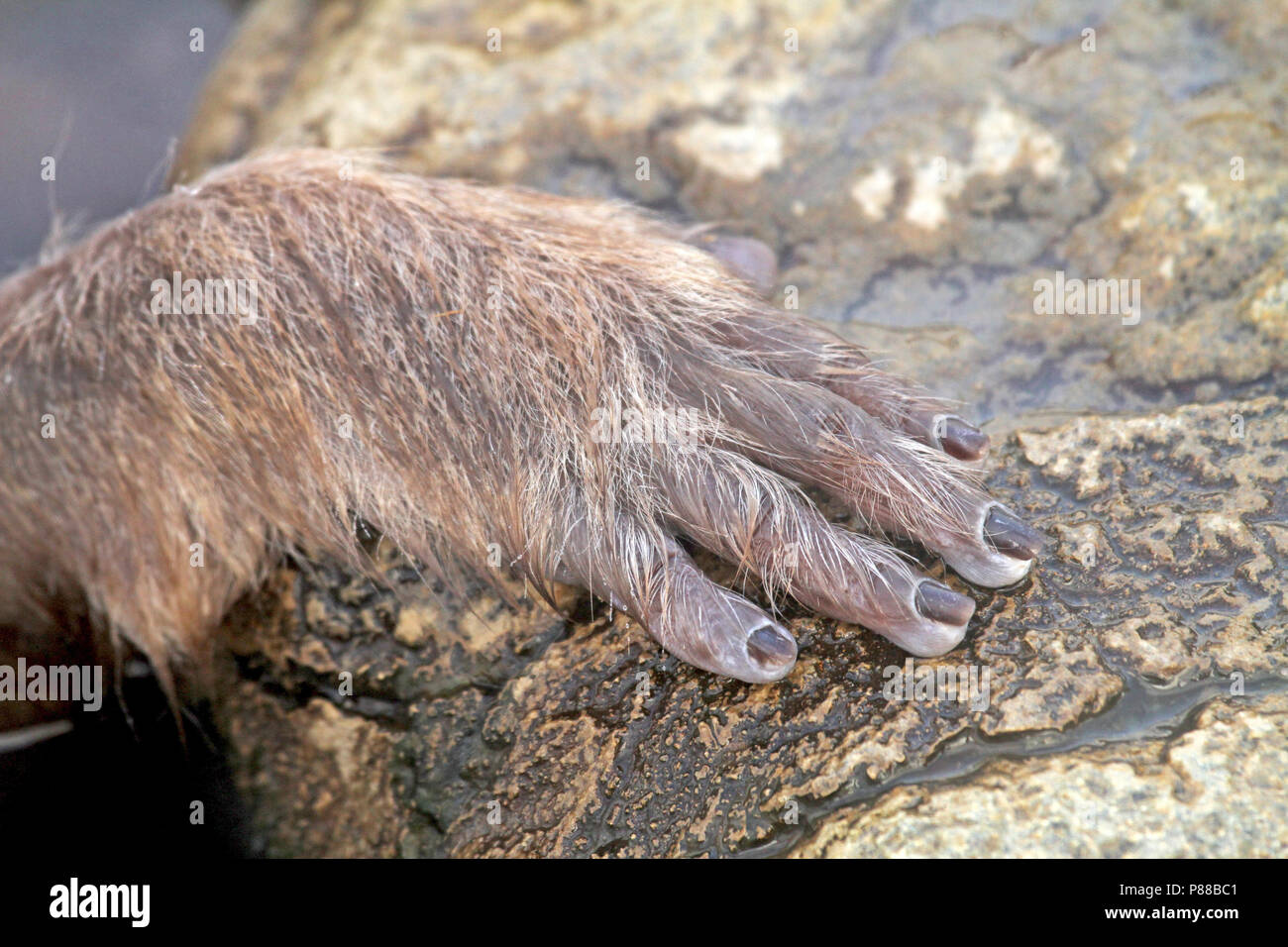 Japanse makaak hi-res stock photography and images - Alamy