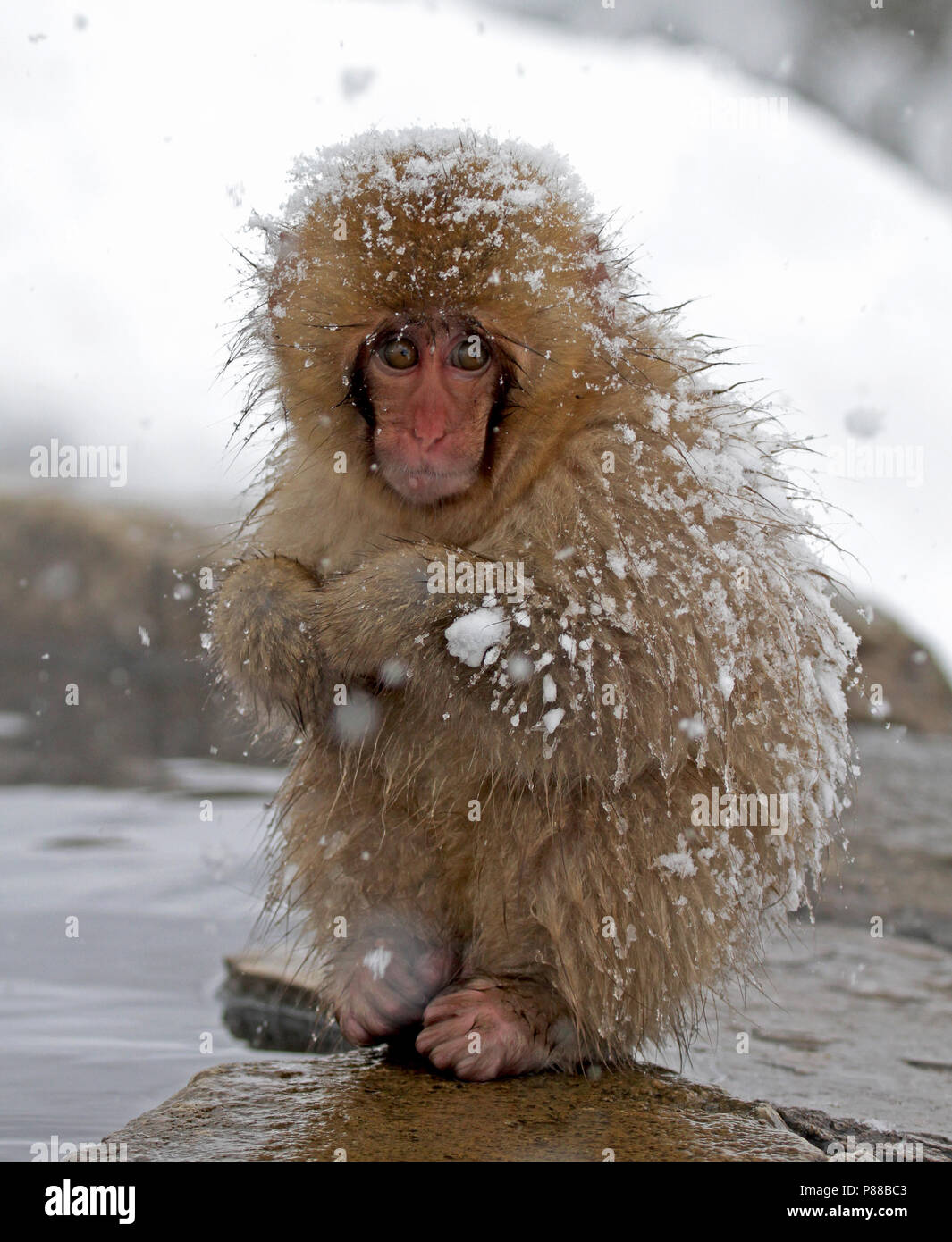 Japanse Makaak jong, Japanese Macaque young Stock Photo - Alamy