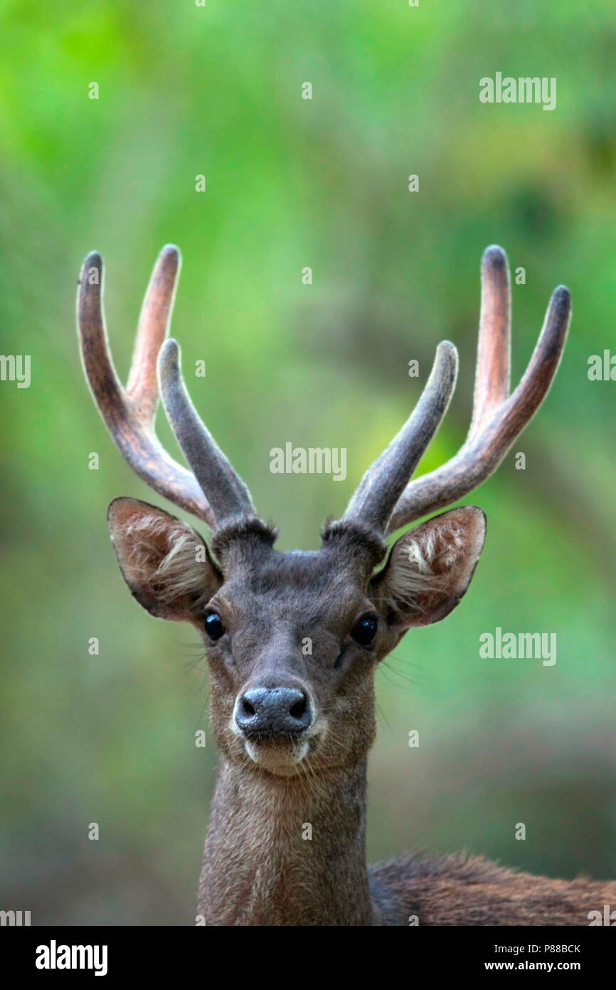 Javan Deer (Rusa timorensis Stock Photo - Alamy