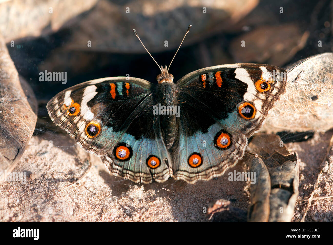 Blue pansy butterfly hi-res stock photography and images - Alamy