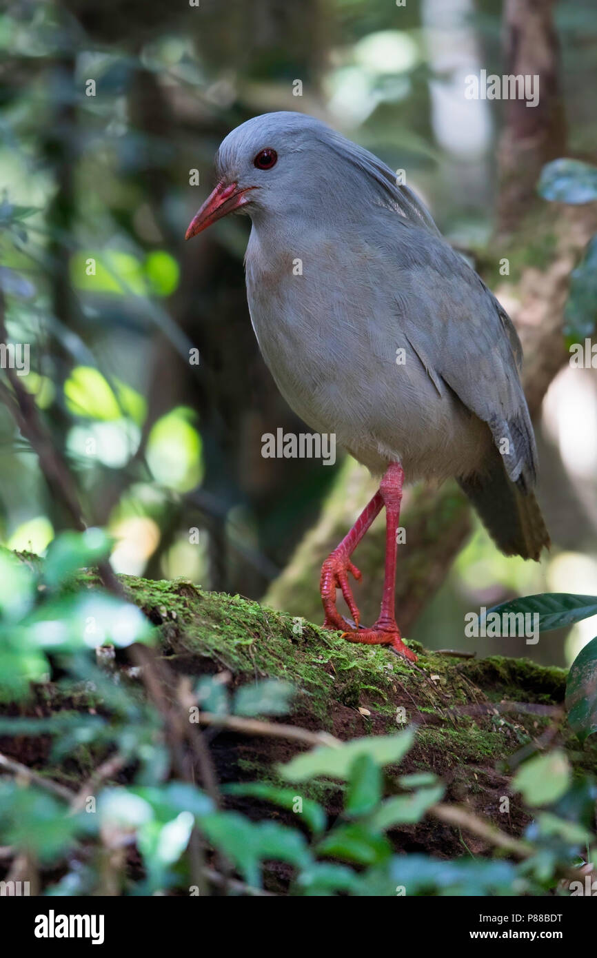 Kagu (Rhynochetos jubatus) a crested, long-legged, and bluish-grey bird ...