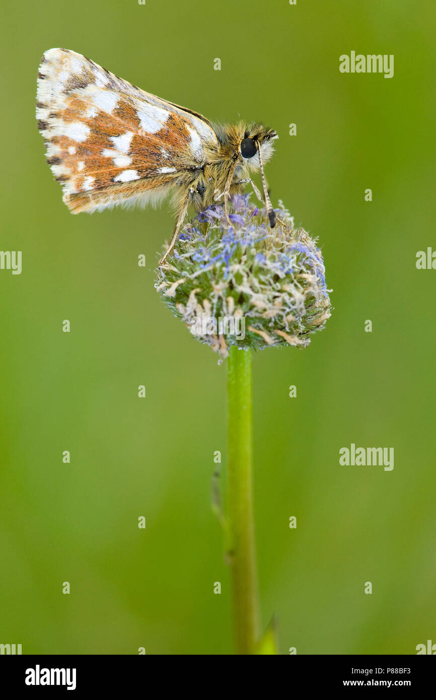Kalkgraslanddikkopje / Red-underwing Skipper (Spialia sertorius Stock ...