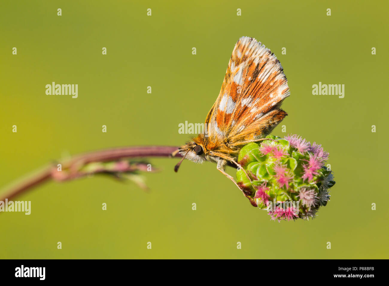 Red underwing skipper butterfly hi-res stock photography and images - Alamy