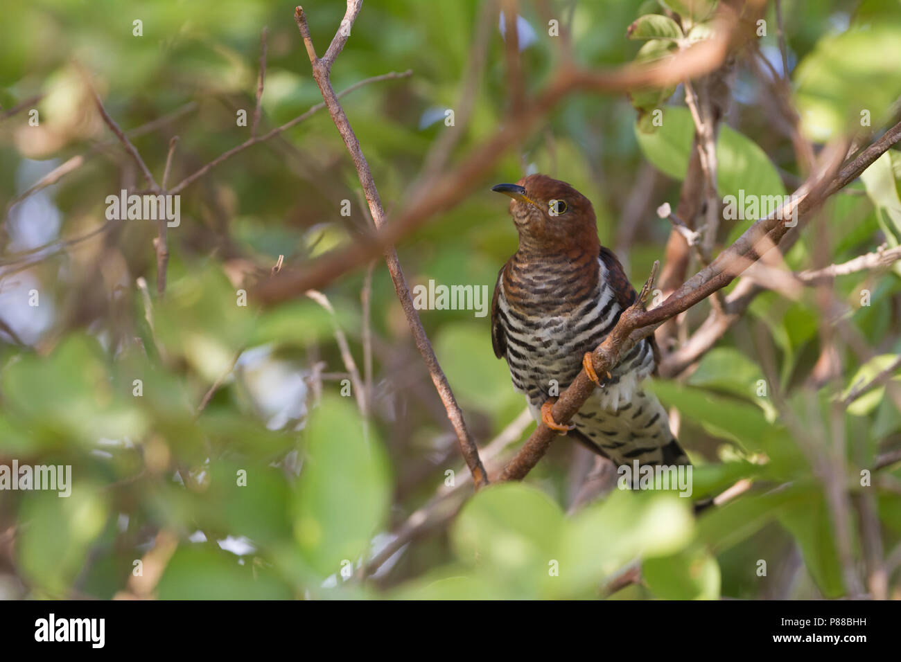 Lesser Cuckoo - Gackelkuckuck - Cuculus poliocephalus, Oman, female ...