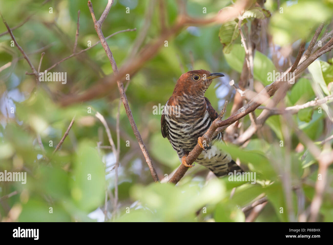 Lesser Cuckoo - Gackelkuckuck - Cuculus poliocephalus, Oman, female ...