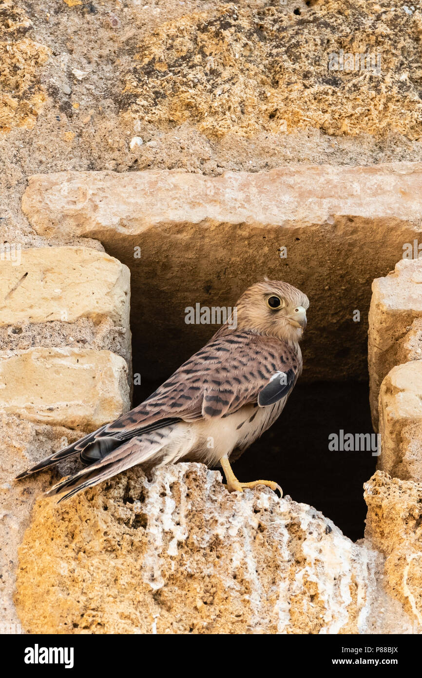 Immature Lesser Kestrel (Falco naumanni) at a breeding colony in Spain ...