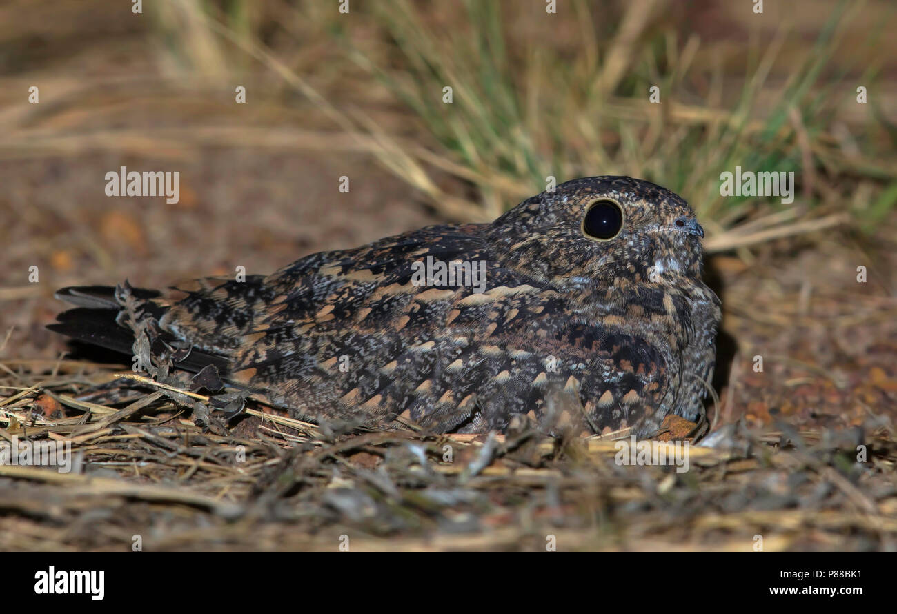Lesser Nighthawk (Chordeiles acutipennis) resting on the ground Stock ...