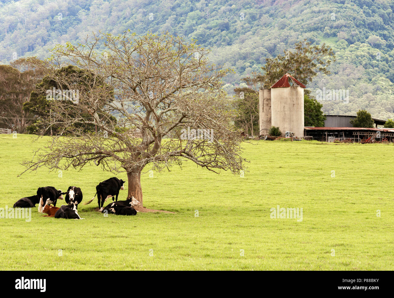 Rural scene of a cattle farm in New South Wales, Australia Stock Photo ...