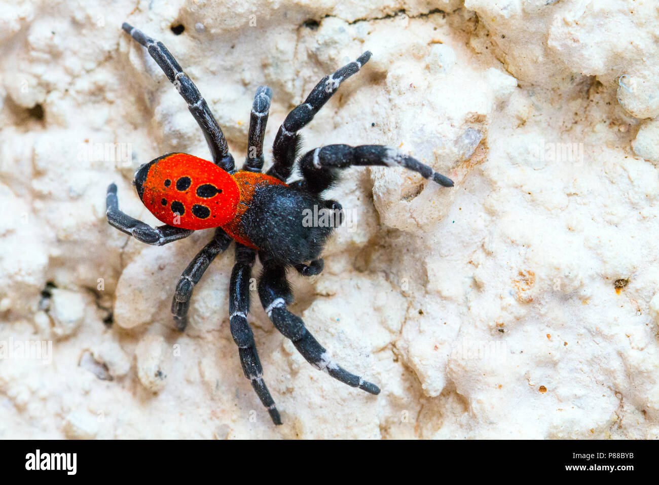 Ladybird spider eresus sandaliatus hi-res stock photography and images ...