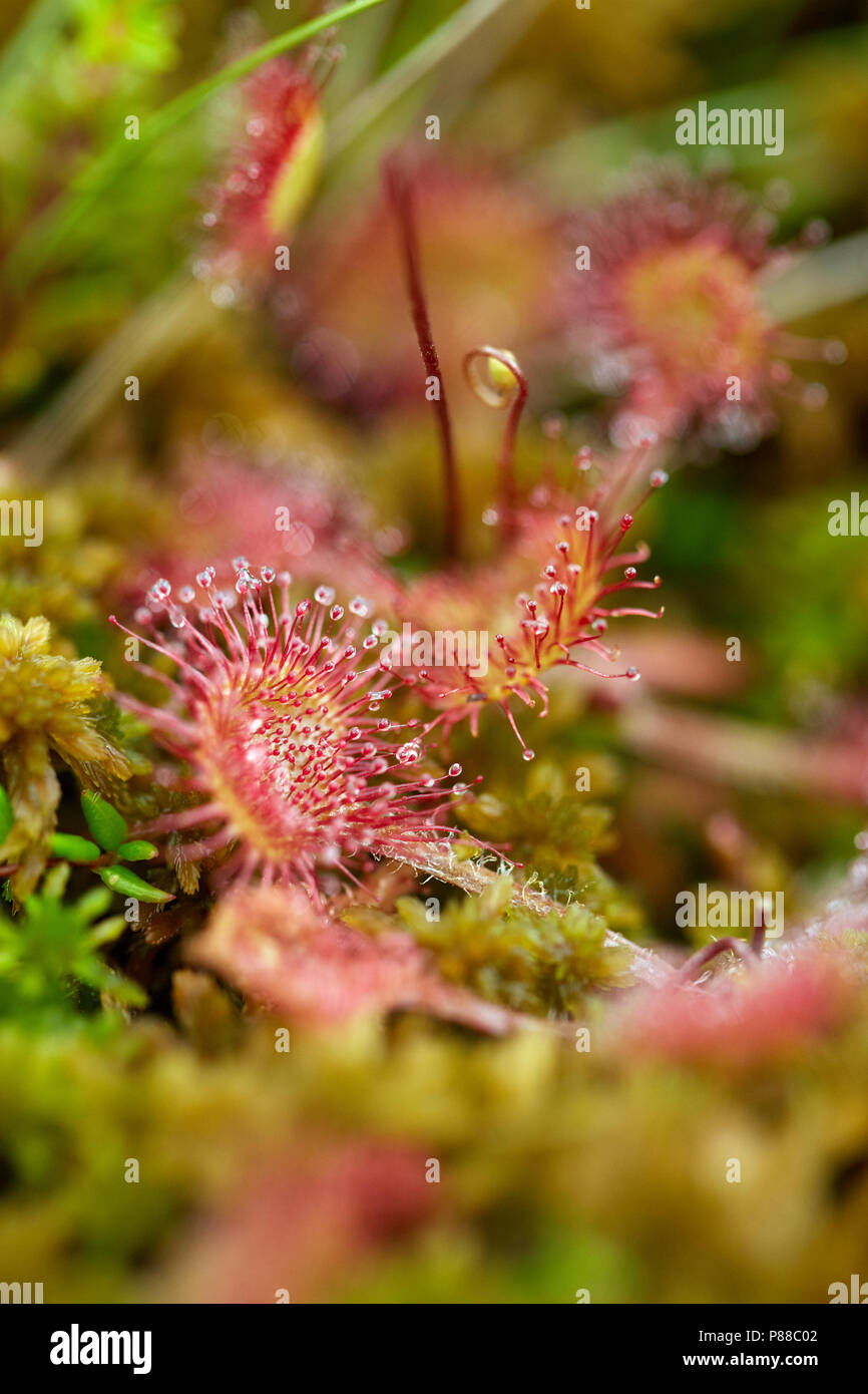 Round sundew (Drosera rotundifolia) carnivorous plant in closeup Stock ...