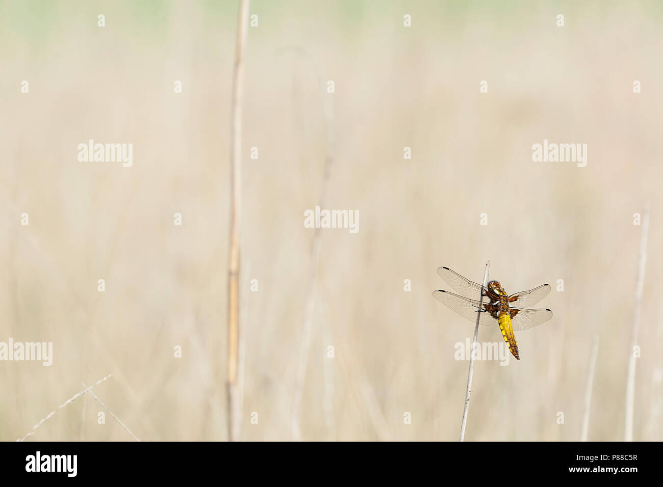 Platbuik, Libellula depressa Stock Photo - Alamy