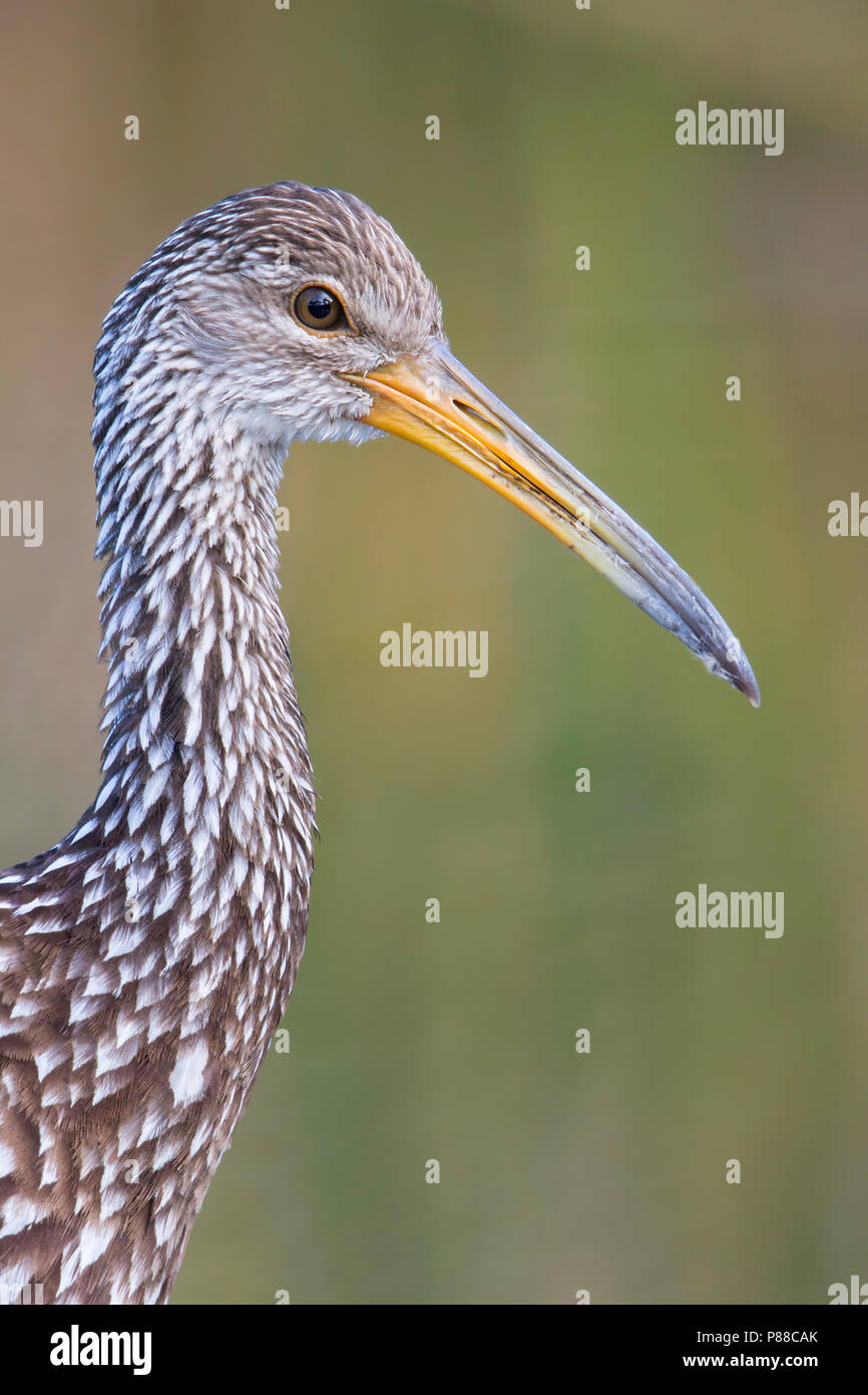 Limpkin birds hi-res stock photography and images - Alamy