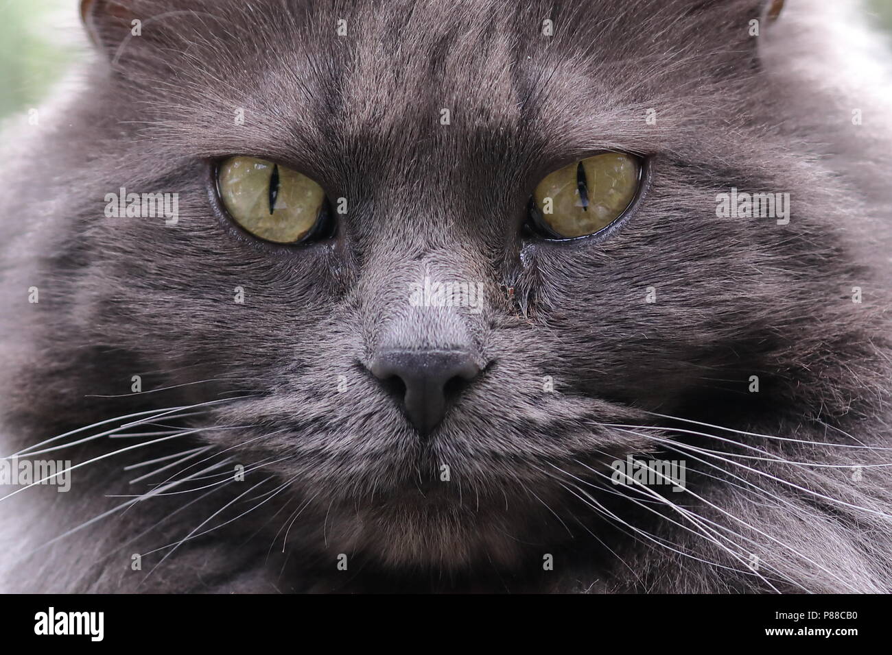 Grey cat with yellow hi-res stock photography and images - Alamy