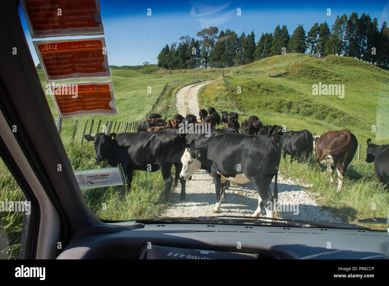 A herd of cattle block a rural road in New Zealand Stock Photo - Alamy
