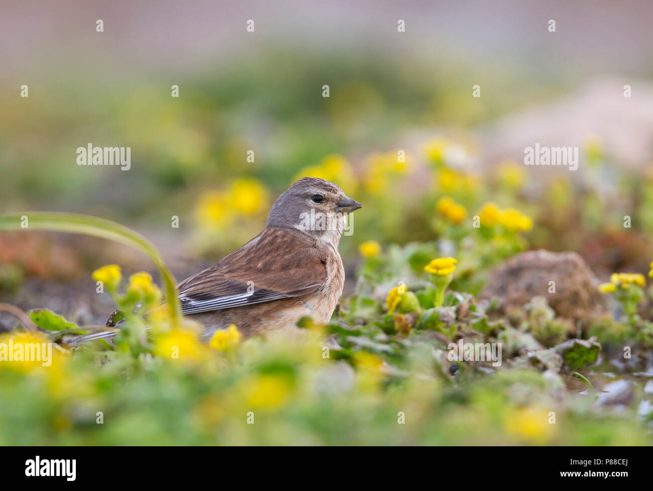 Female common linnet hi-res stock photography and images - Alamy