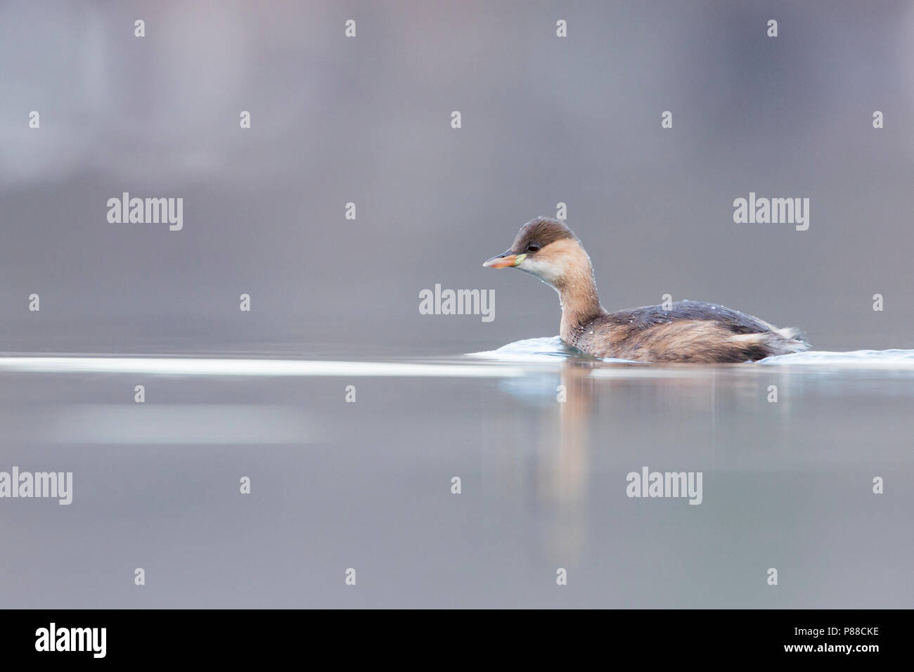 Little grebe winter plumage hi-res stock photography and images - Alamy