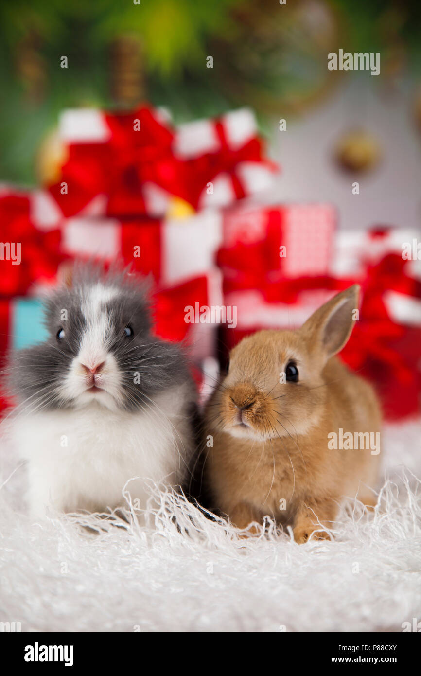Animal, Rabbit, bunny on Christmas background Stock Photo - Alamy