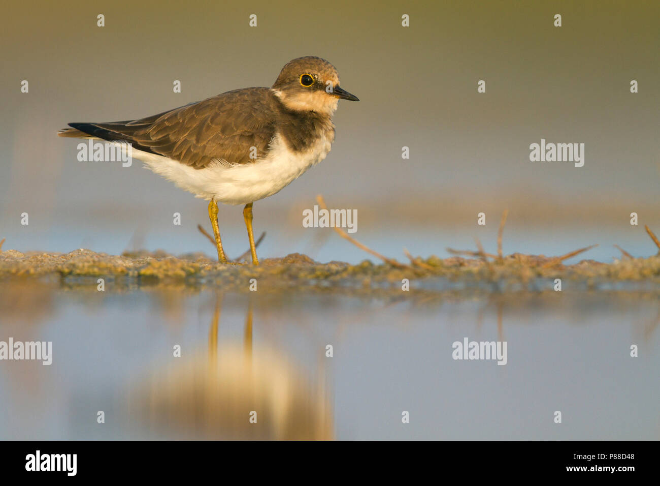 Little Ringed Plover - Flussregenpfeifer - Charadrius dubius ssp ...