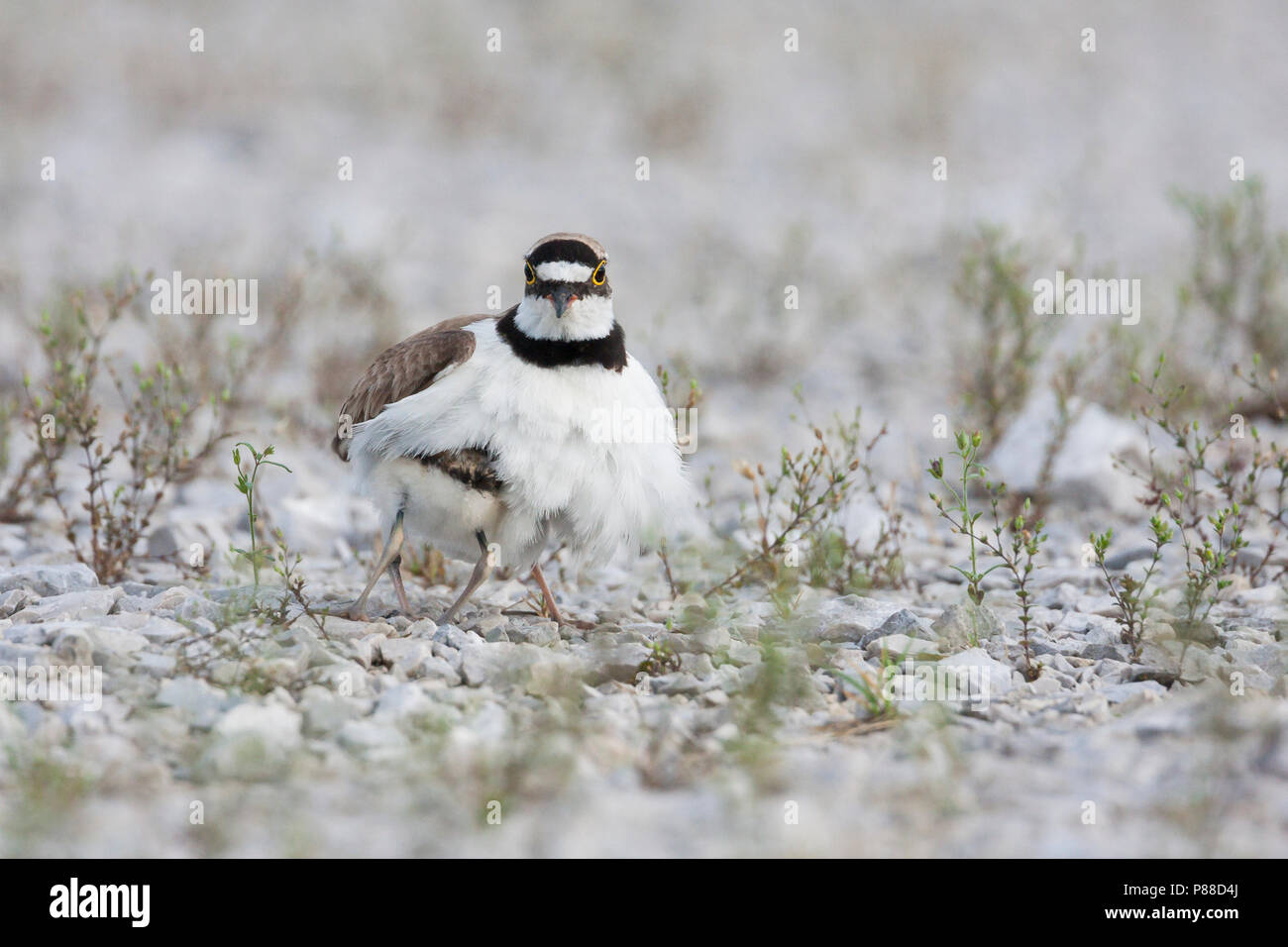 Little Ringed Plover, Kleine Plevier, Charadrius dubius ssp. curonicus ...