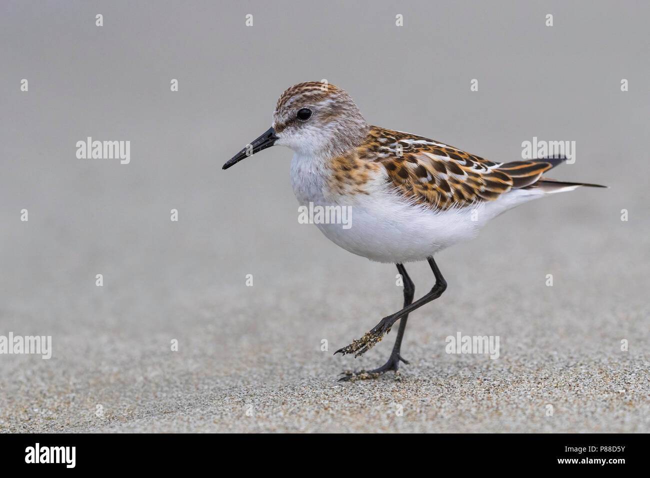 Kleine strandloper hi-res stock photography and images - Alamy