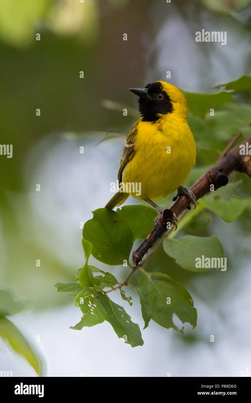 Little weaver hi-res stock photography and images - Alamy