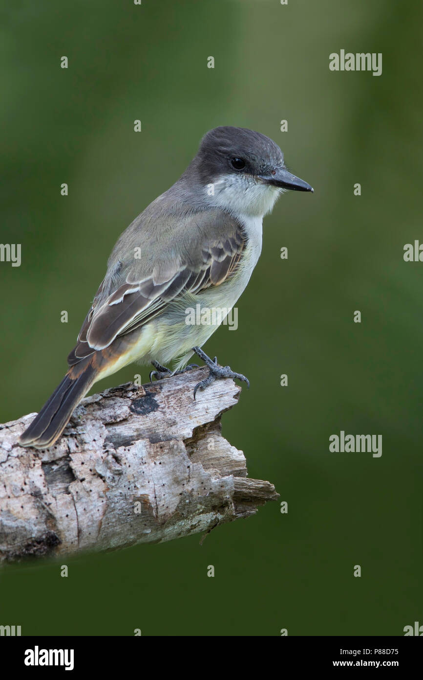 Bahamas birds hi-res stock photography and images - Alamy