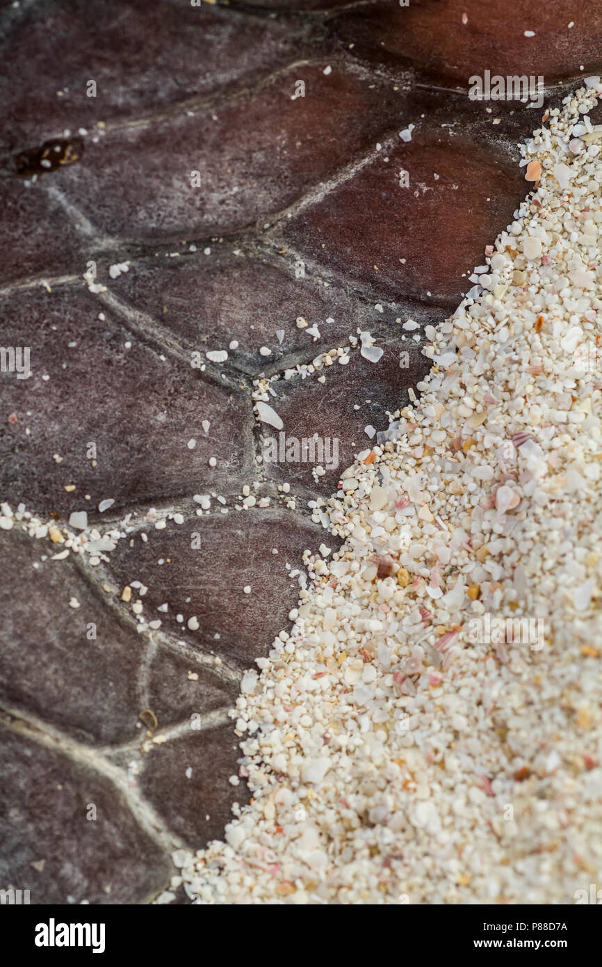 Skin of a turtle hi-res stock photography and images - Alamy