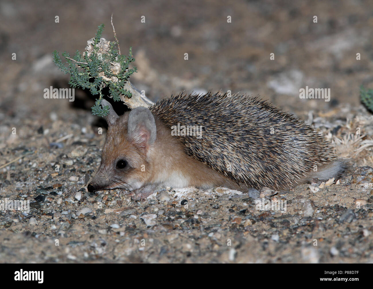 Long-eared Hedgehog (Hemiechinus auritus) in Gobi desert of Mongolia ...