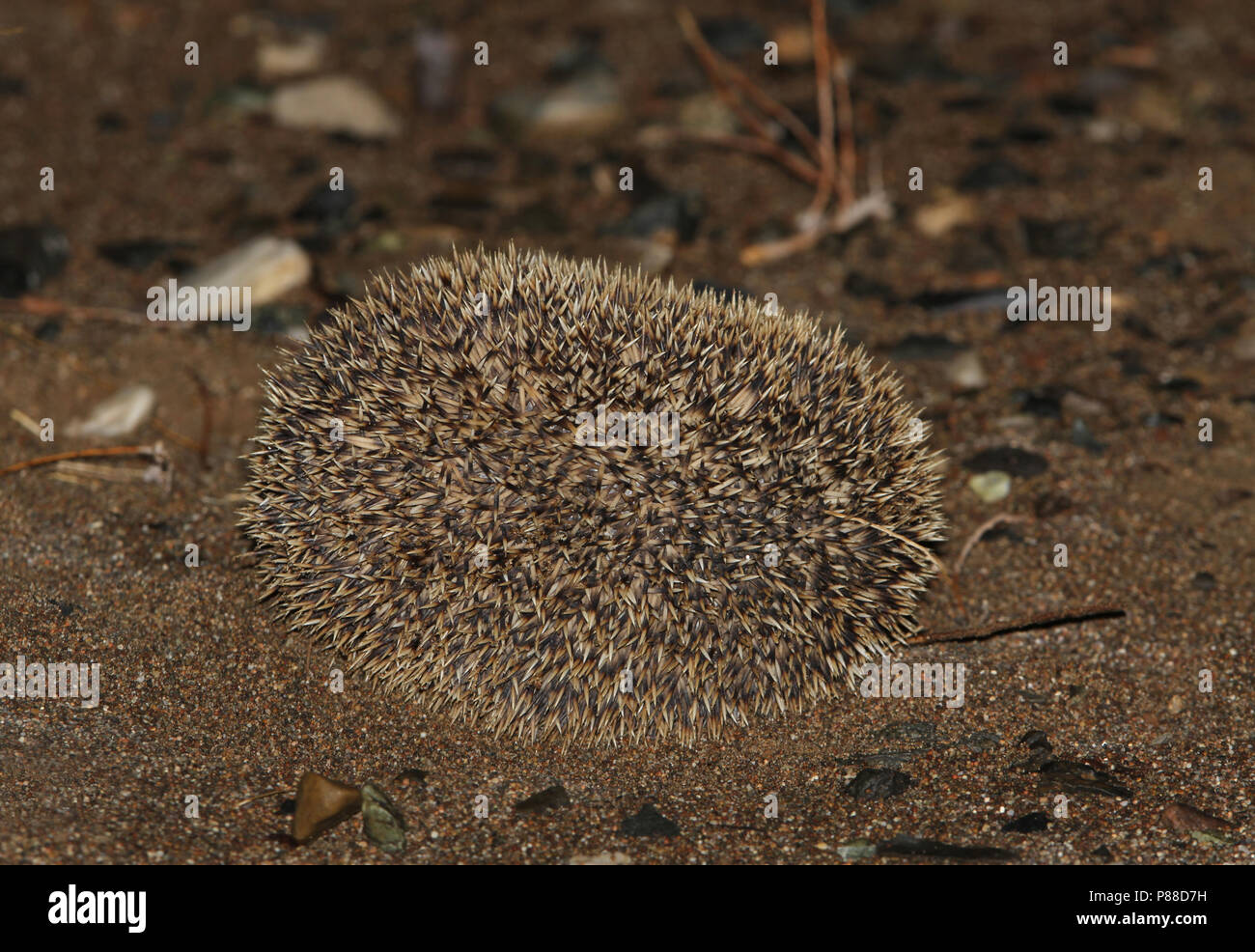 Long eared hedgehog hi-res stock photography and images - Alamy