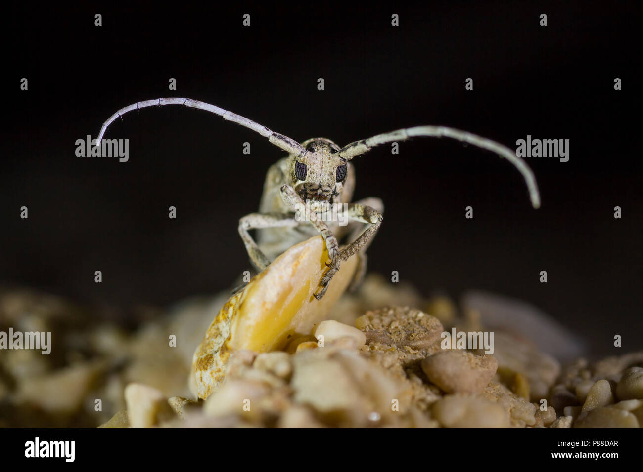 Long-horned Beetle - Niphona indica, Oman, imago Stock Photo - Alamy